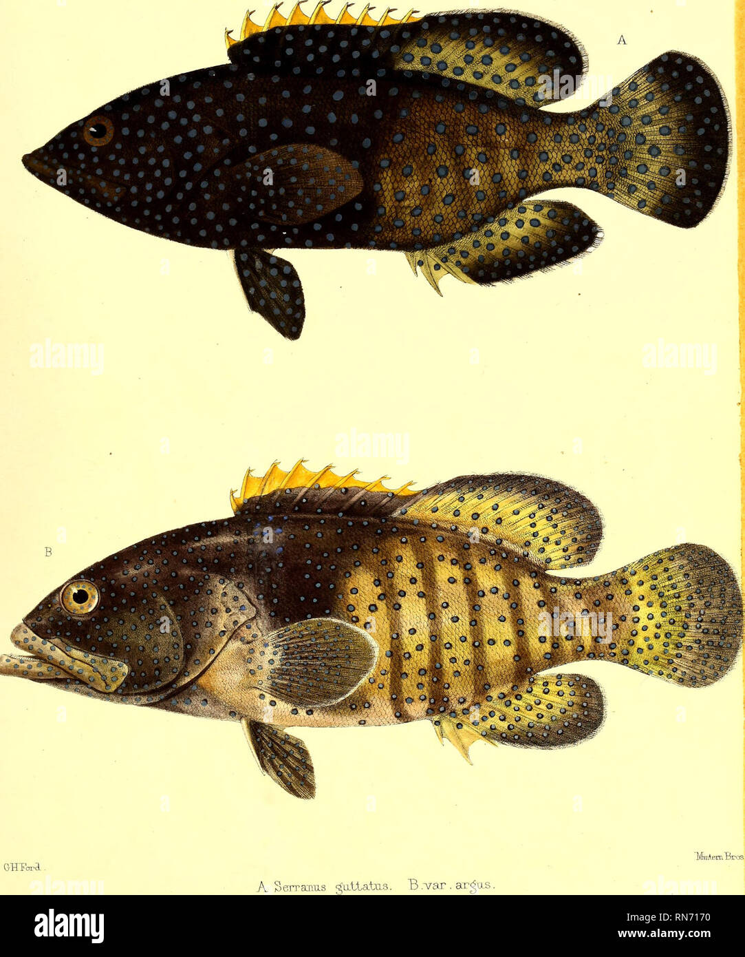 1809 george iii hi-res stock photography and images - Alamy