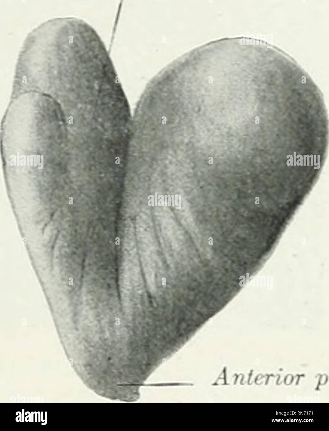 Ox kidney hi-res stock photography and images - Alamy