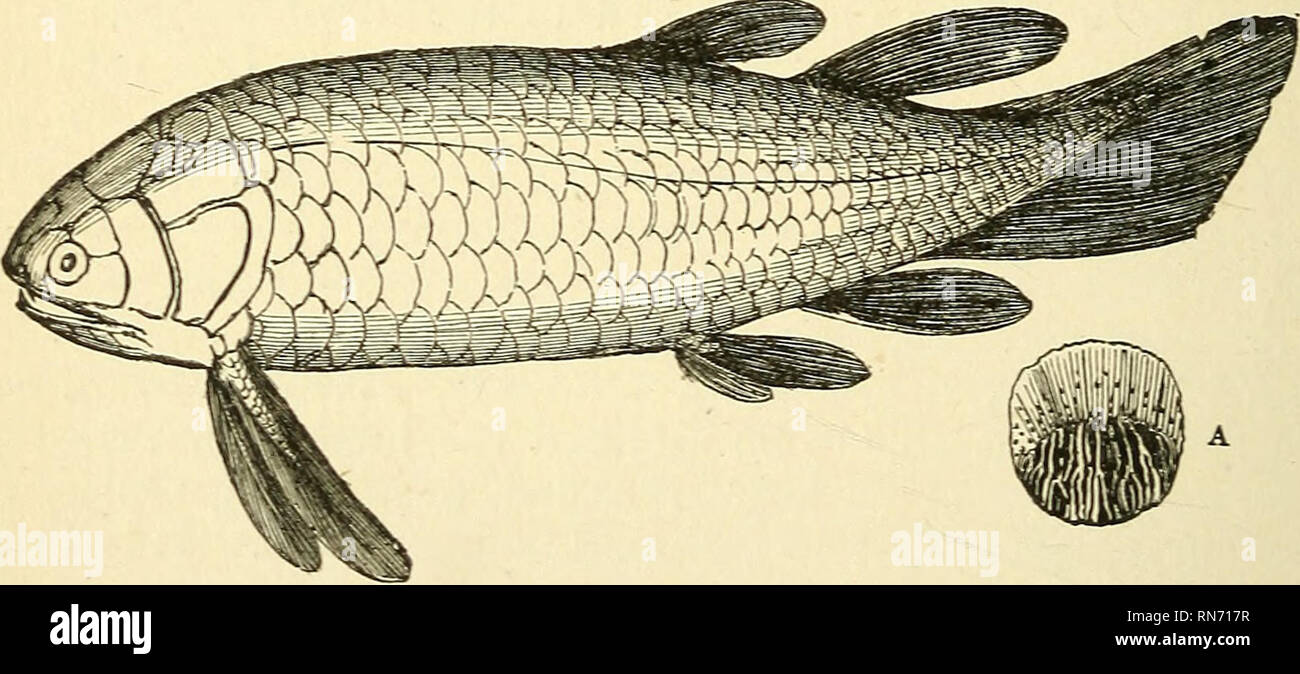 Osteolepis hi-res stock photography and images - Alamy