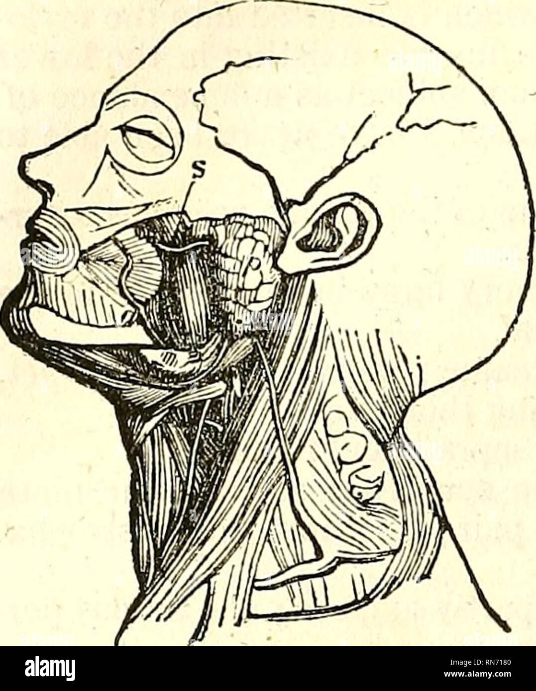 Sub maxillary hi-res stock photography and images - Alamy