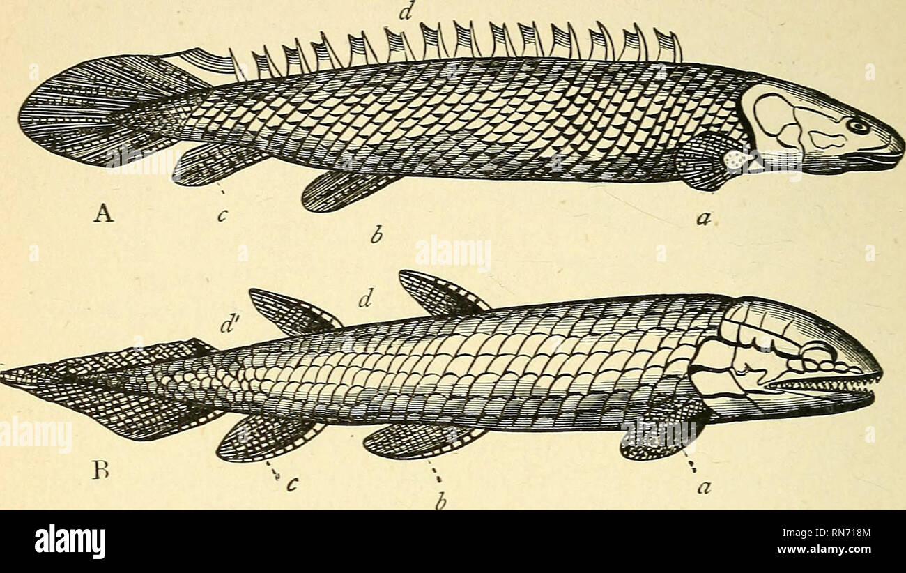 Polypterus fish hi-res stock photography and images - Alamy