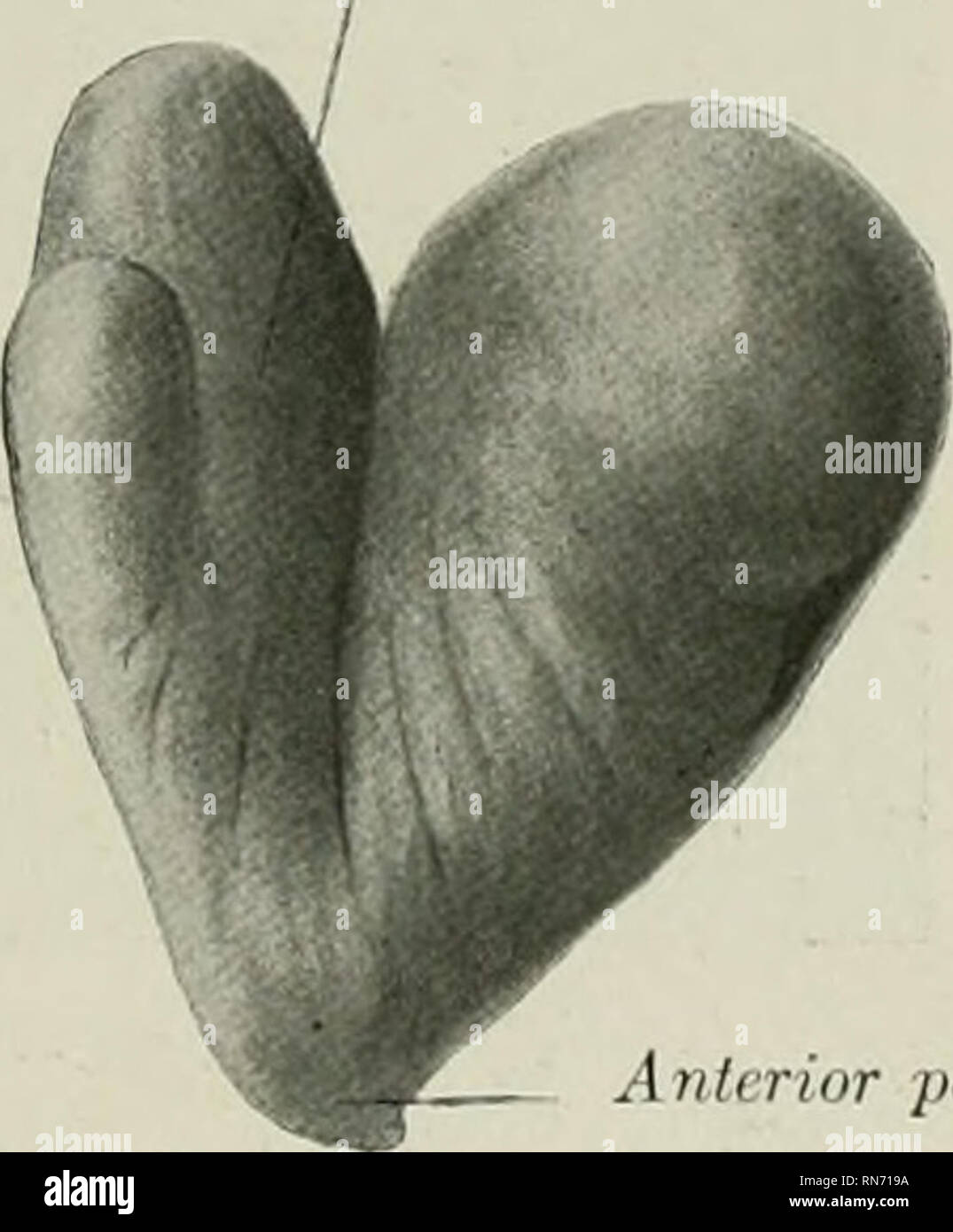 . The anatomy of the domestic animals. Veterinary anatomy. Anterior ...