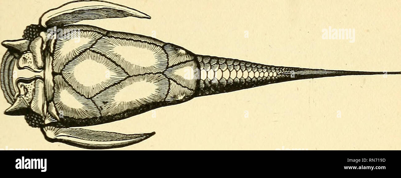 Dinichthys High Resolution Stock Photography and Images - Alamy