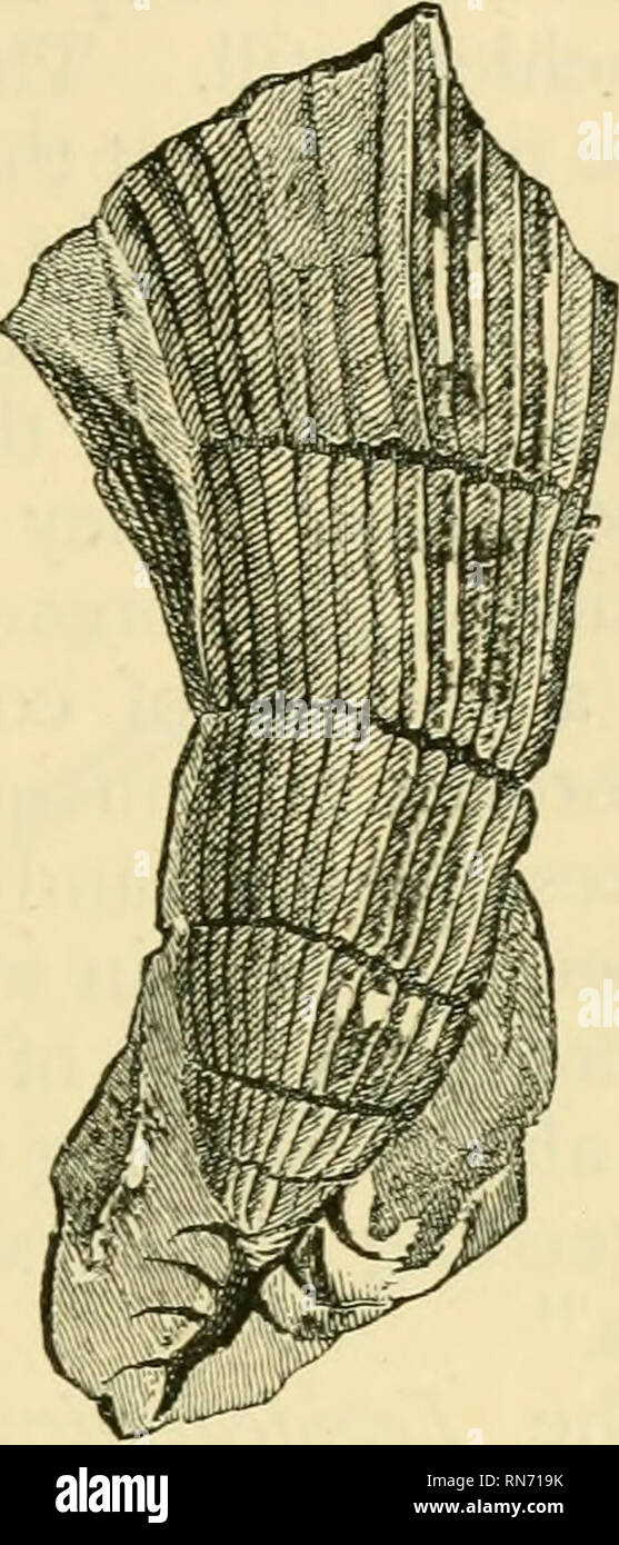 Neuropteris hi-res stock photography and images - Alamy