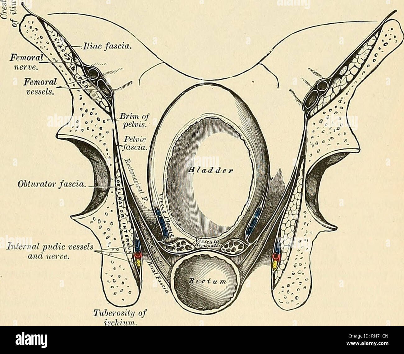 Diaphragmatis hi-res stock photography and images - Alamy