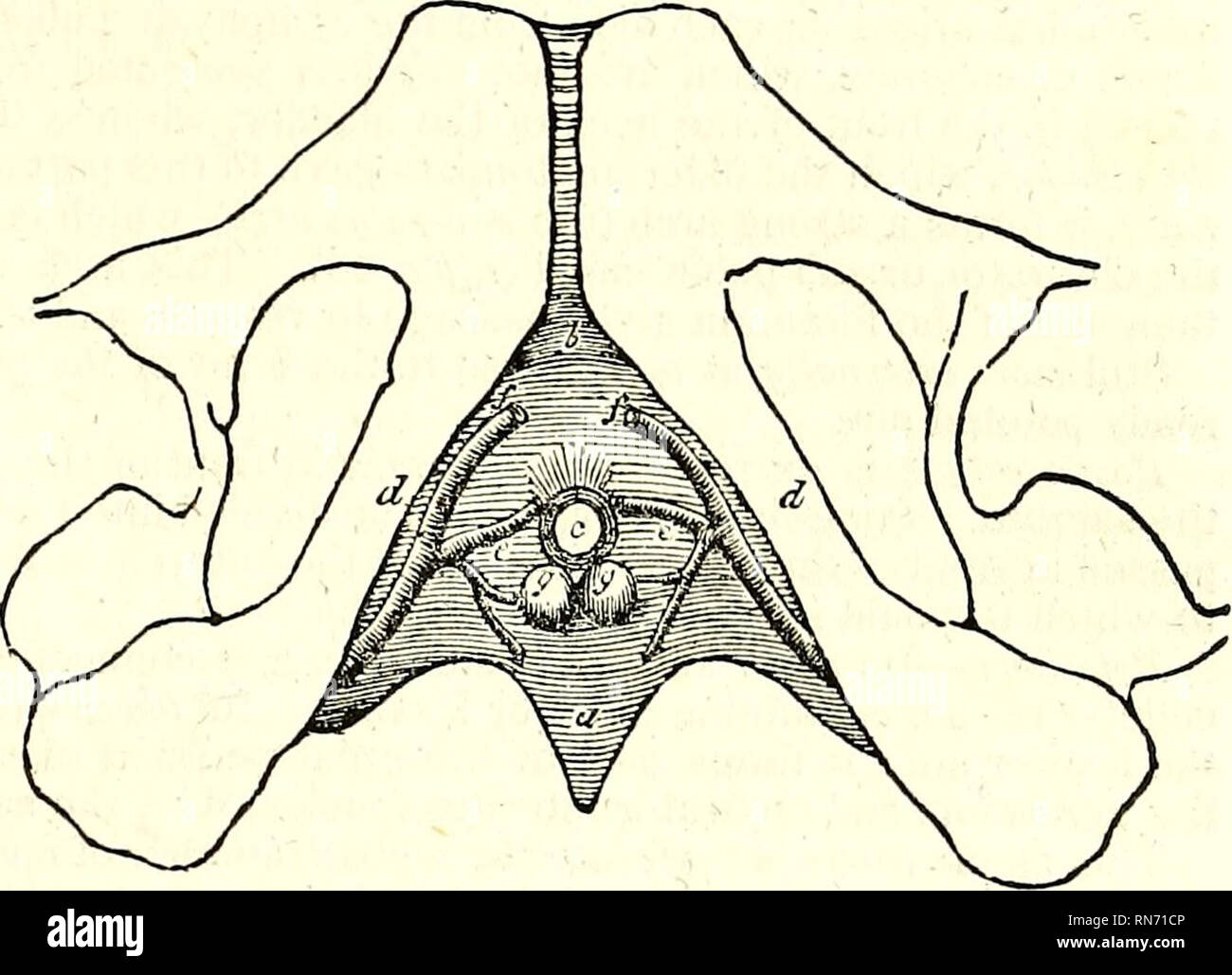 . The anatomy of the human body. Human anatomy; Anatomy. THE DEEP ...