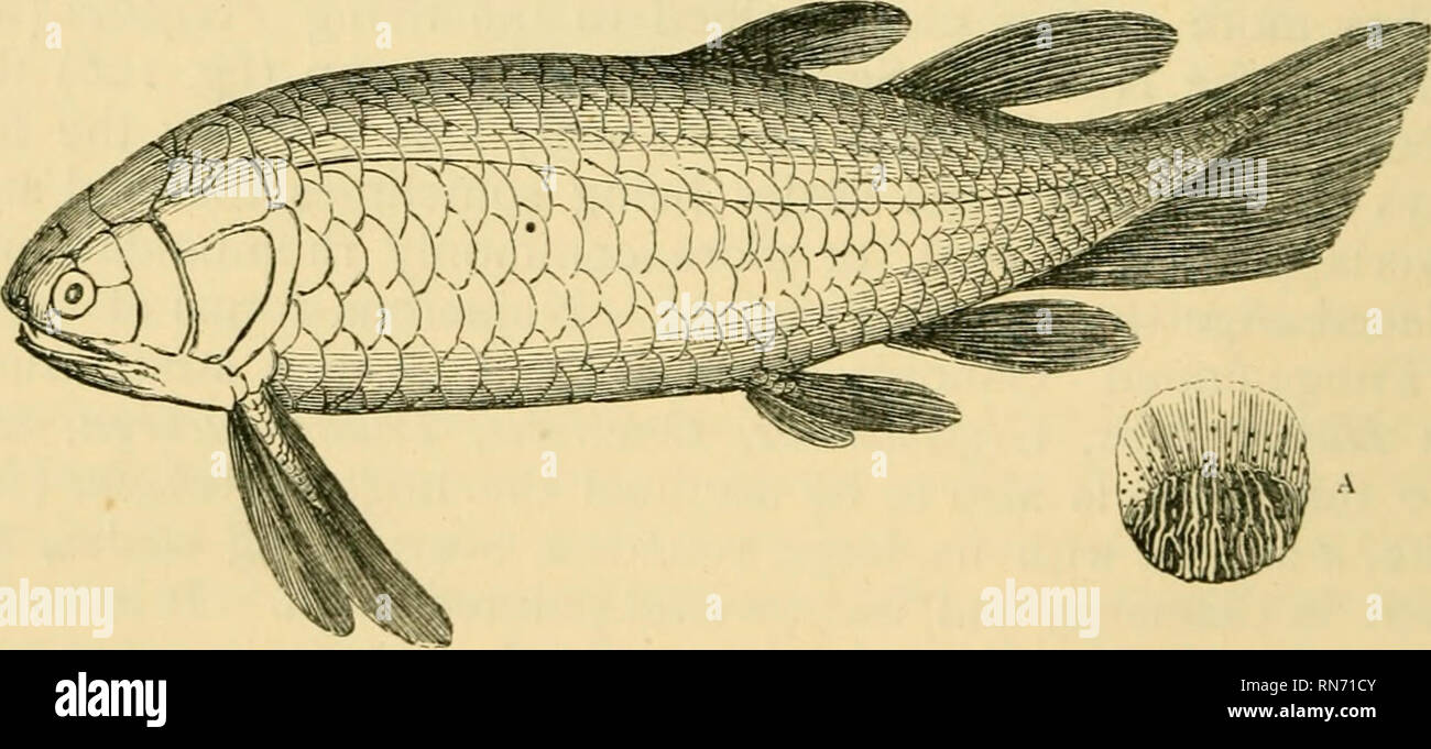 Osteolepis hi-res stock photography and images - Alamy