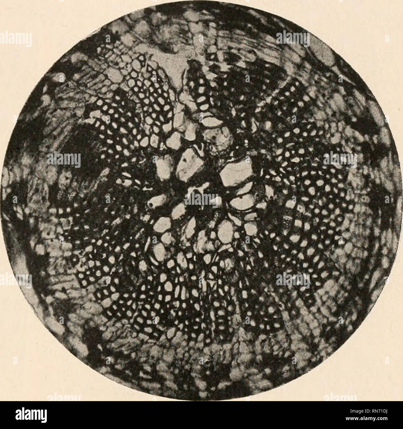 . The anatomy of woody plants. Botany -- Anatomy. THE LEAF 201 ...