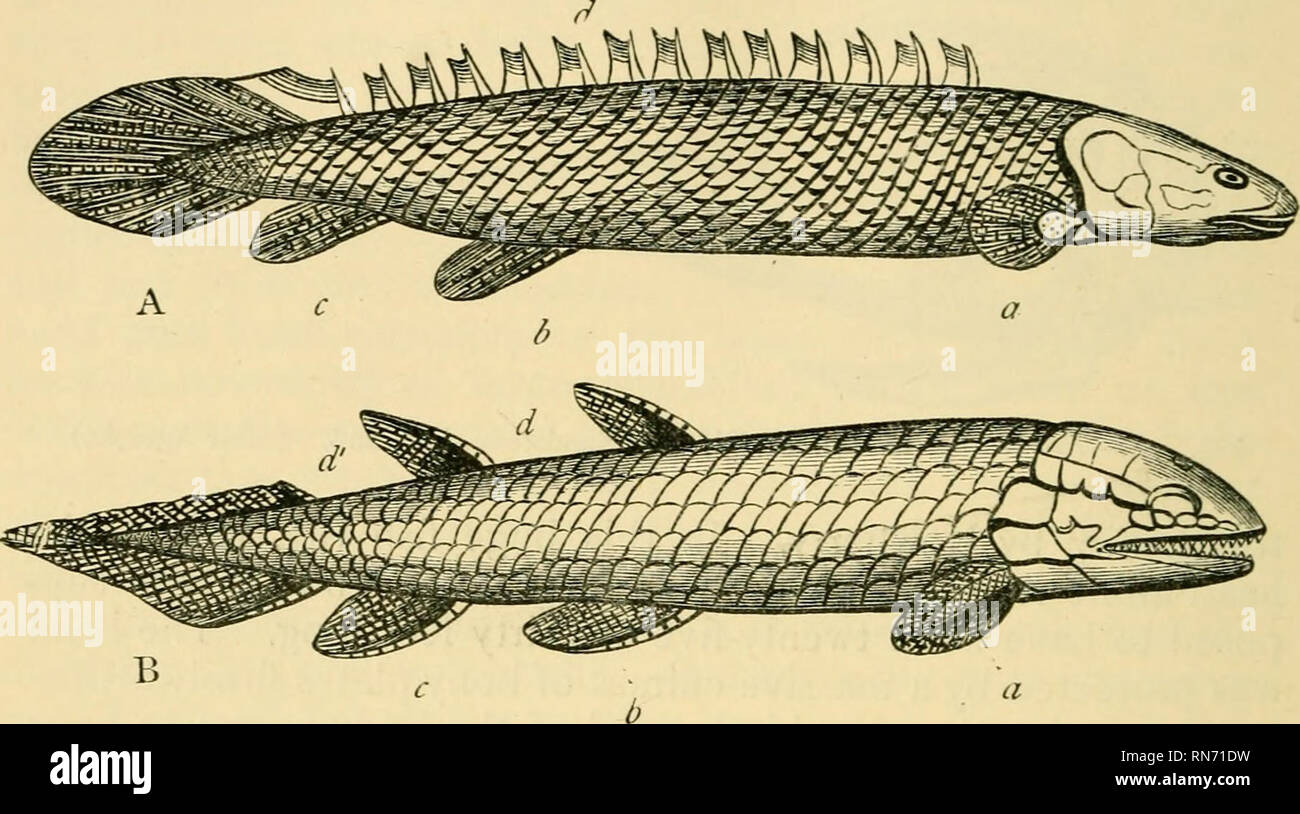 . The ancient life-history of the earth; a comprehensive outline of the ...