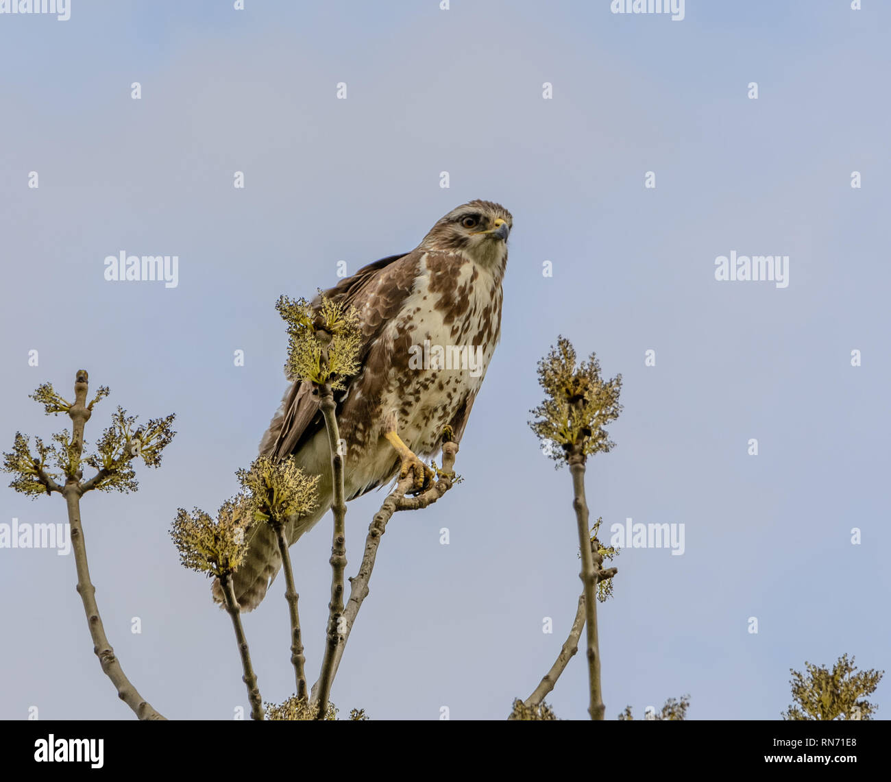Outdoor wildlife color image of a single isolated buzzard sitting on a ...
