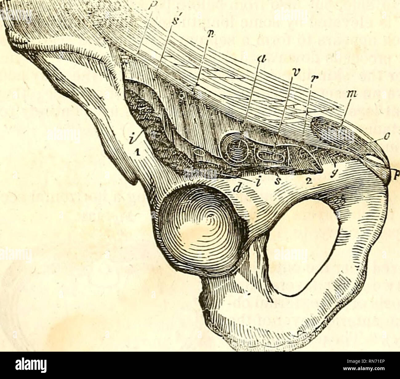 . The anatomy of the human body. Human anatomy; Anatomy. S02 ...