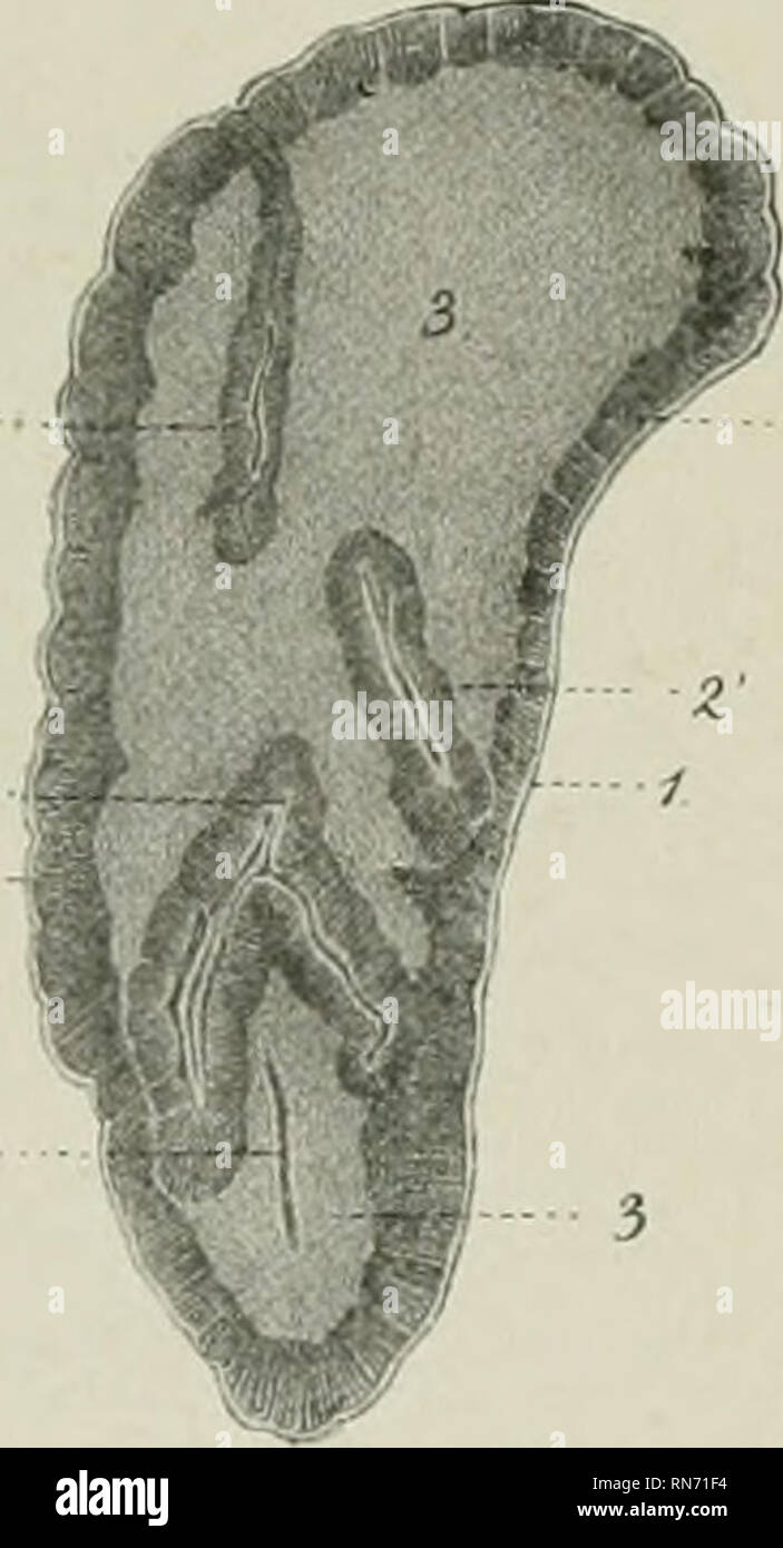 . The anatomy of the domestic animals. Veterinary anatomy. THE ADRENAL ...
