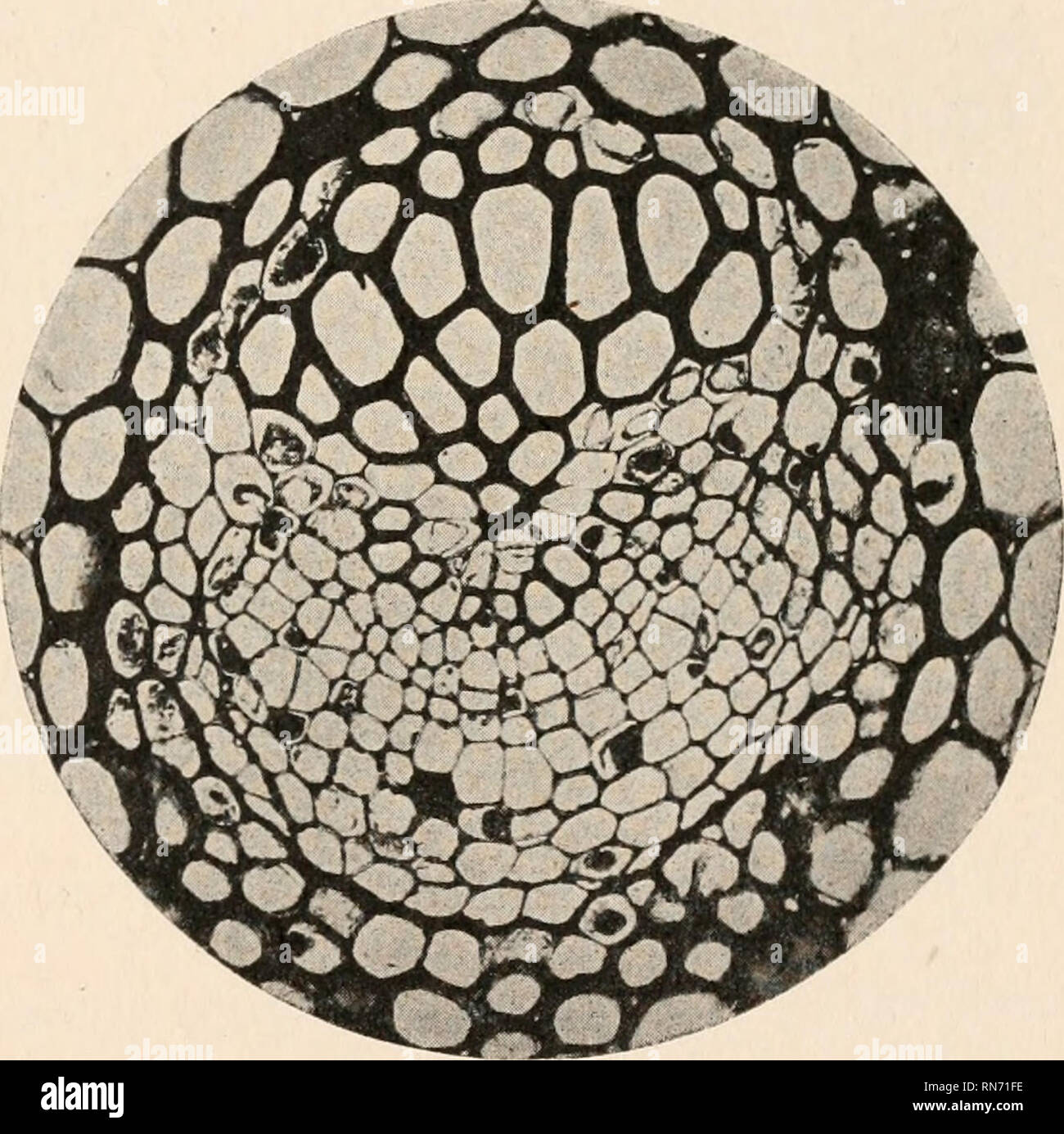 . The anatomy of woody plants. Botany -- Anatomy. CHAPTER XIV THE LEAF ...