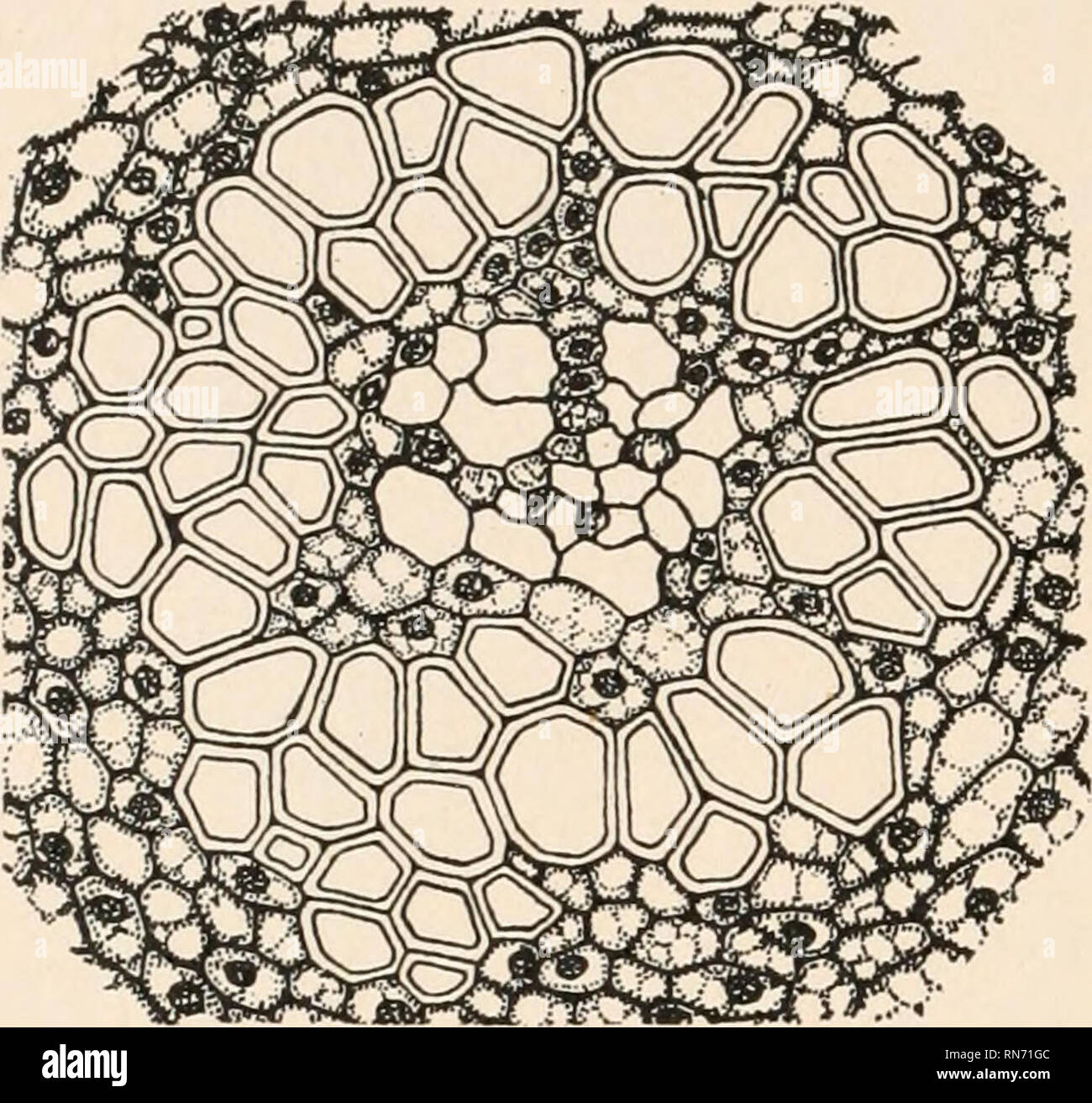 . The anatomy of woody plants. Botany -- Anatomy. 196 THE ANATOMY OF ...