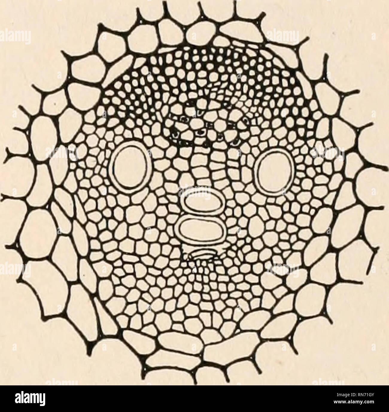 Phloem sieve plates hi-res stock photography and images - Alamy
