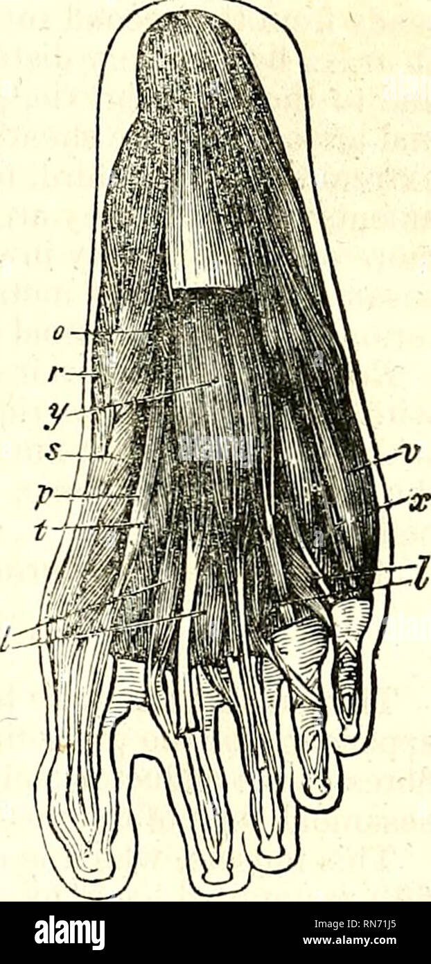 Extensor pollicis longus and brevis muscles hi-res stock photography ...