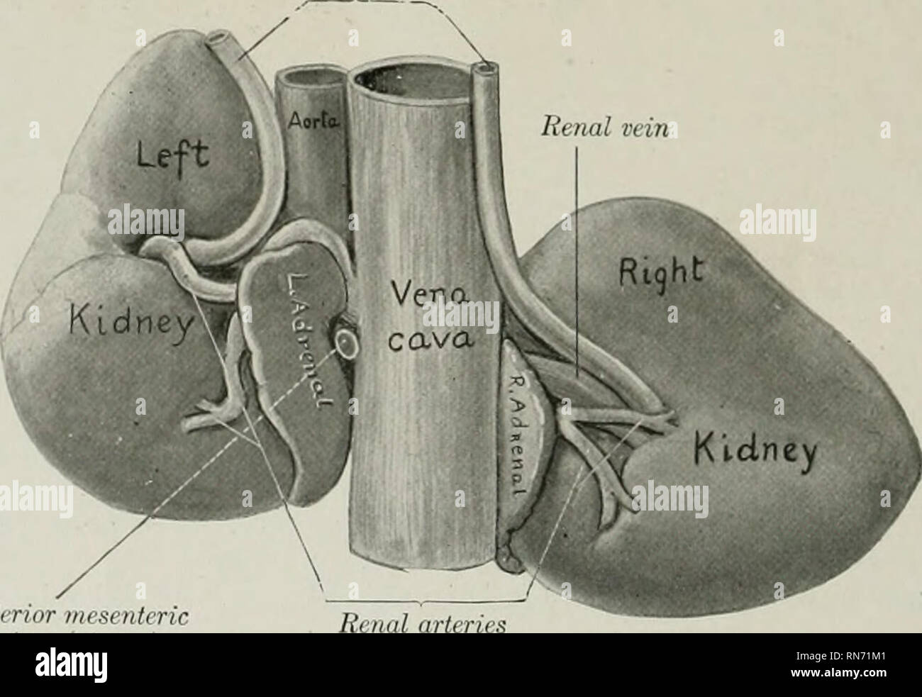 . The anatomy of the domestic animals. Veterinary anatomy. u;^^^ i^'f c ...