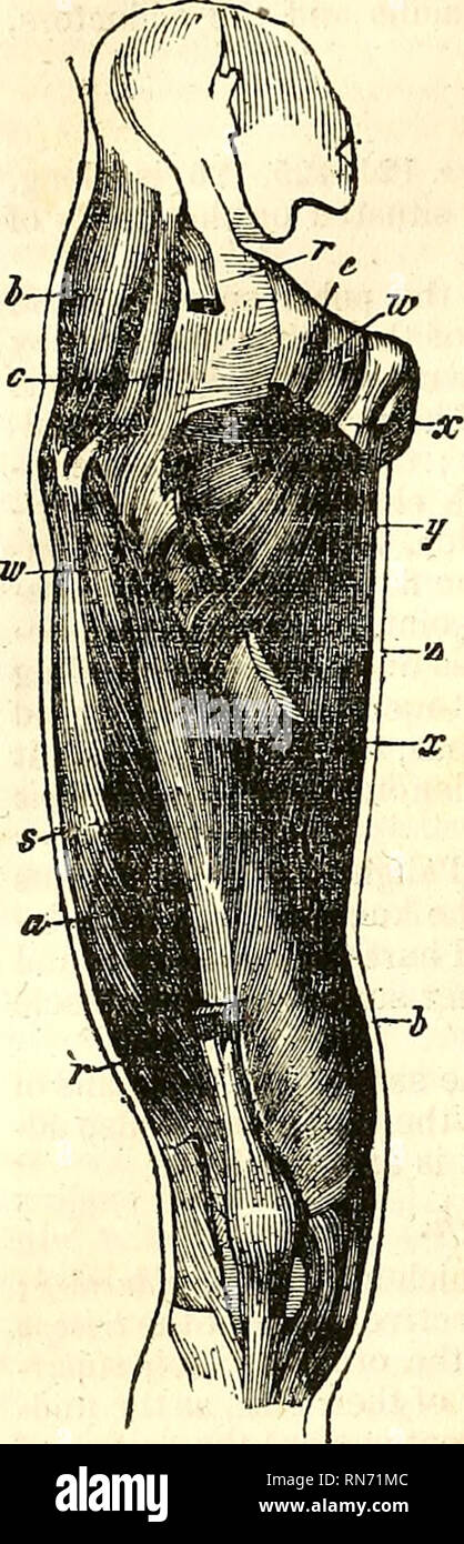 . The anatomy of the human body. Human anatomy; Anatomy. 276 MYOLOGY. F ...