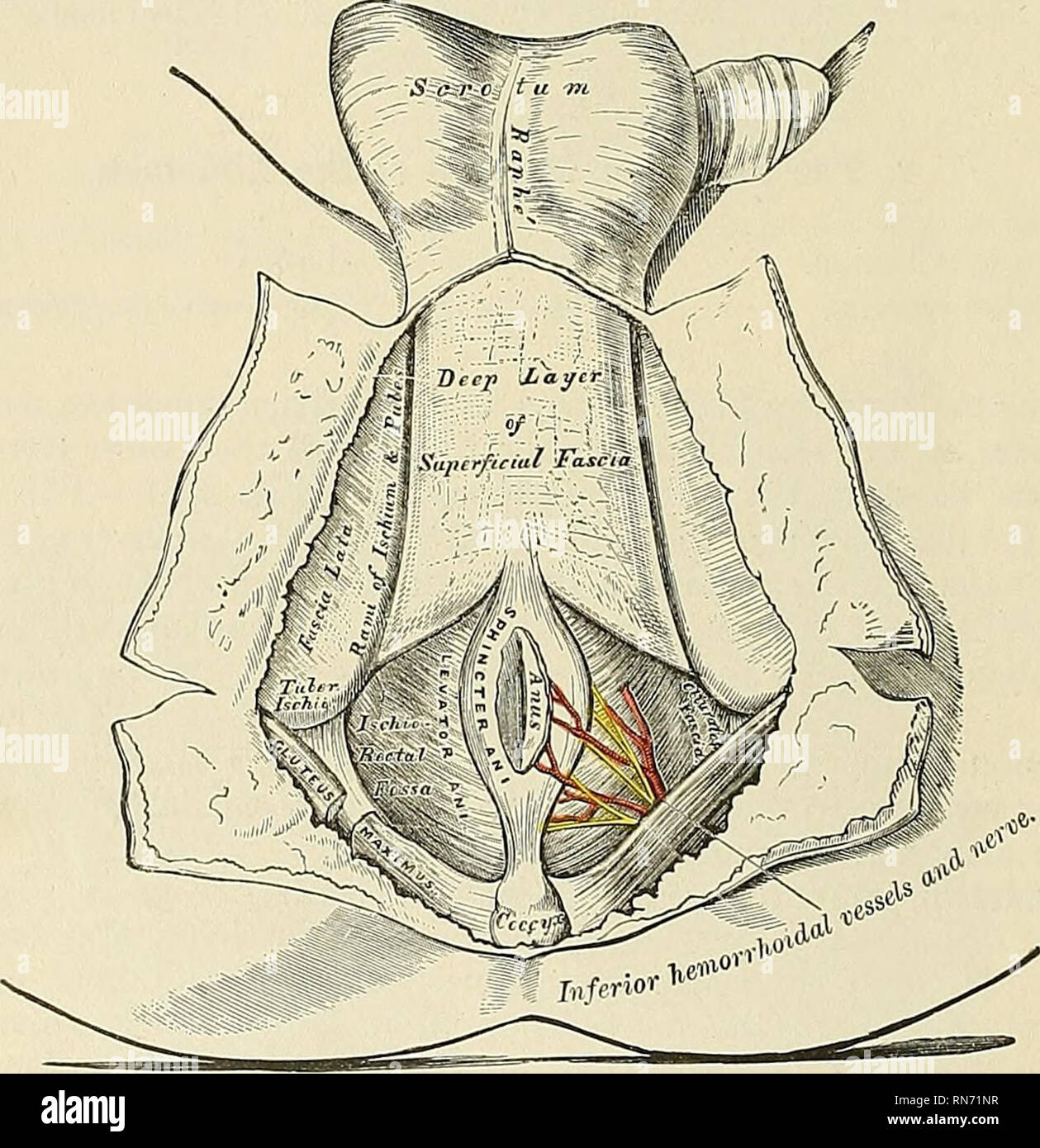 Quadratus Lumborum Muscle Anatomy Innervation Actions Low Back Pain