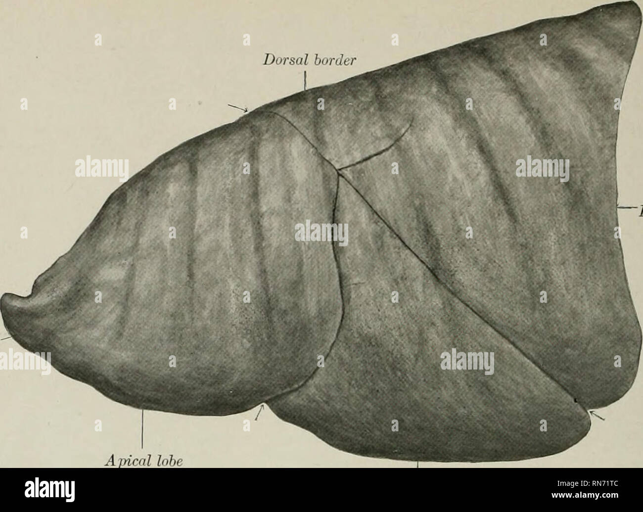 . The anatomy of the domestic animals. Veterinary anatomy. 552 ...