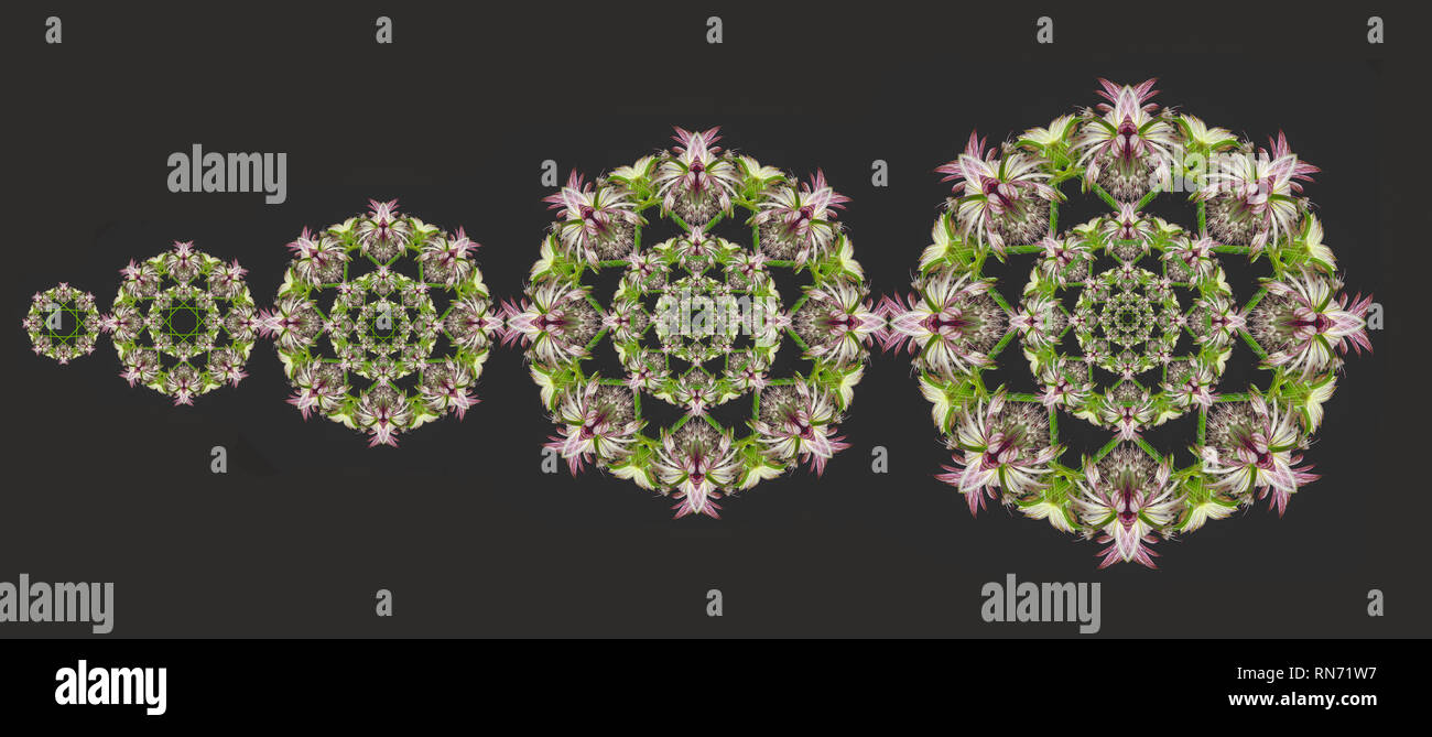 Fine art still life floral decorative geometrical symmetrical pastel ...