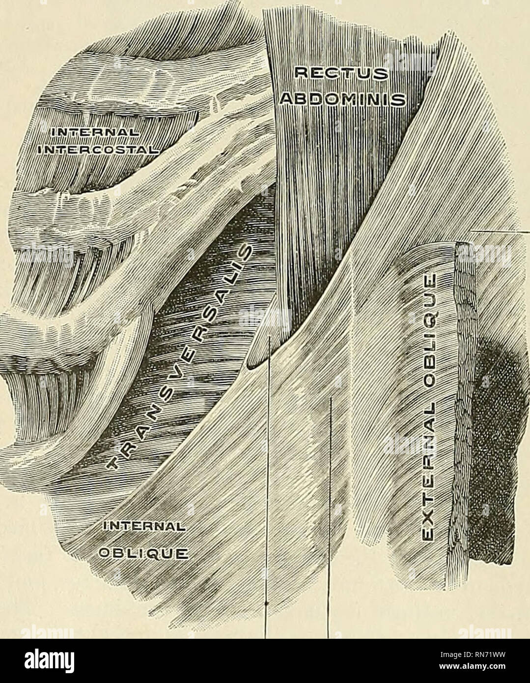 Transversalis Muscle