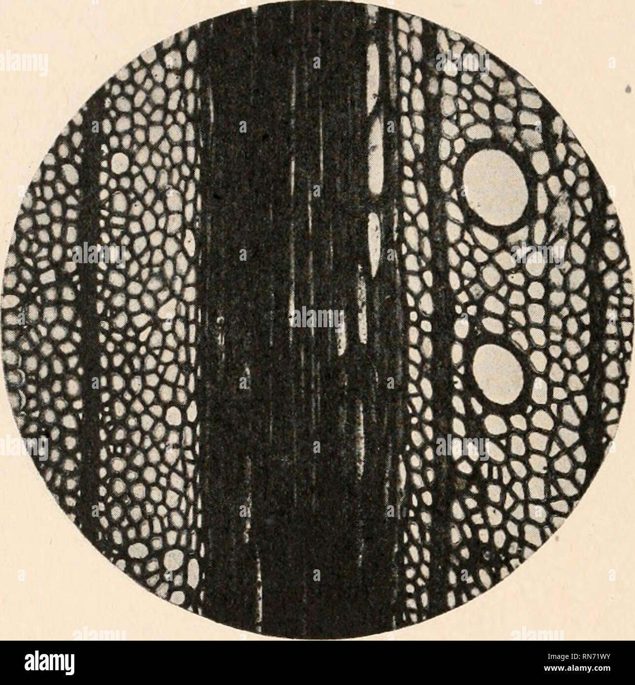 Prominent root structures hi-res stock photography and images - Alamy