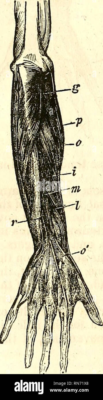 . The anatomy of the human body. Human anatomy; Anatomy. 258 MYOLOGY ...