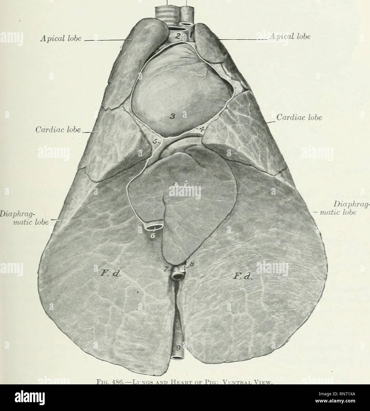 Lines Of Pleural Reflection