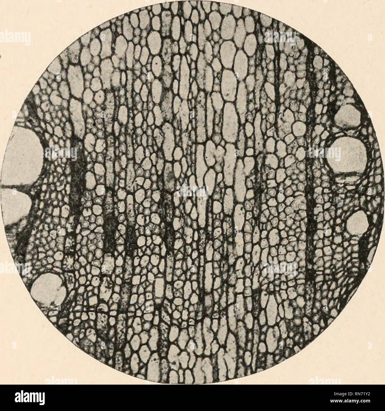 Gymnospermous anatomy hi-res stock photography and images - Alamy