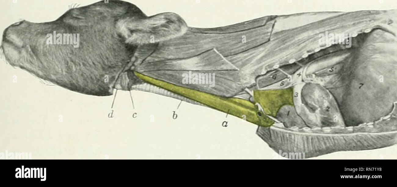 Pig respiratory system hi-res stock photography and images - Alamy