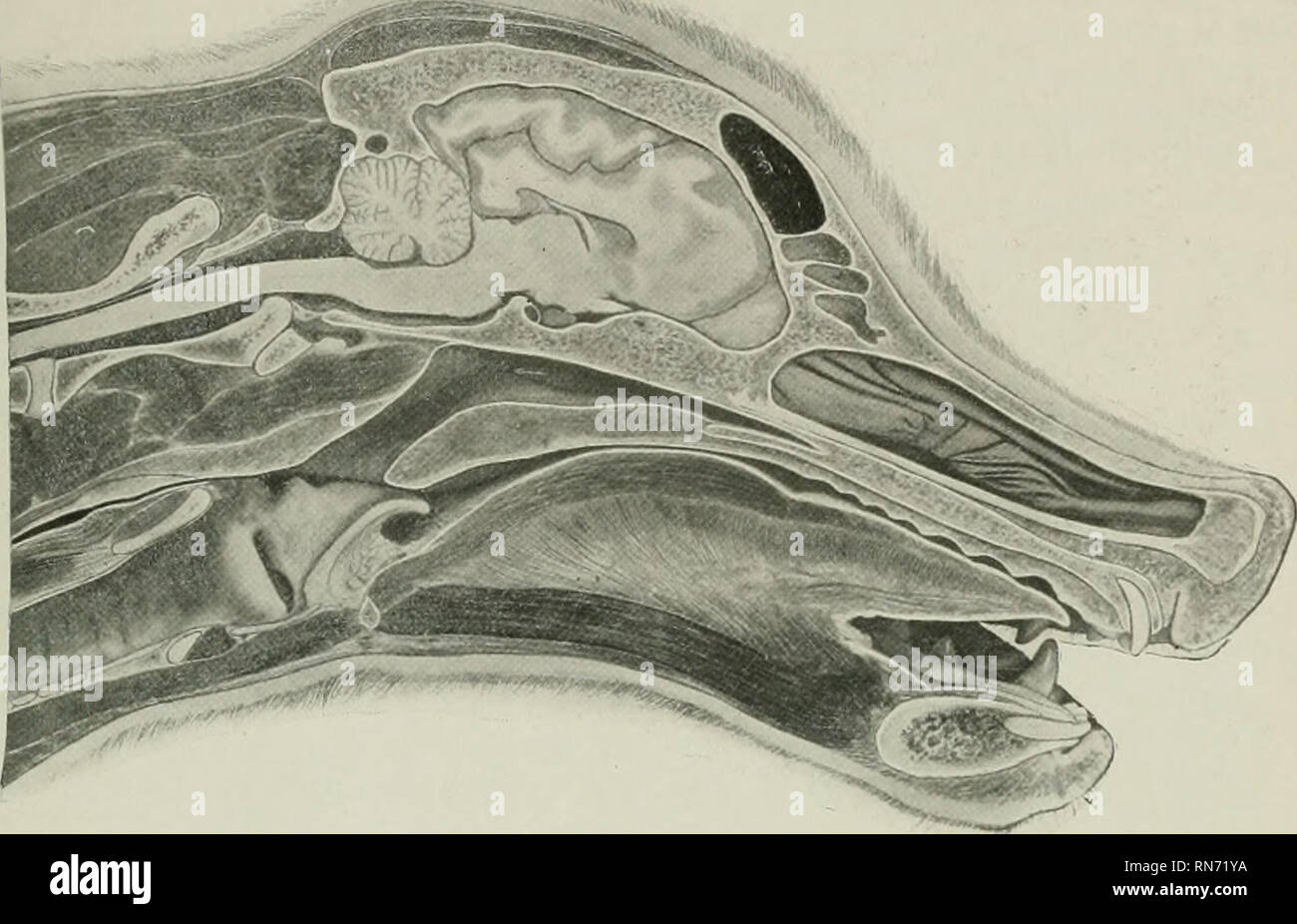Nasal cavity veterinary anatomy hi-res stock photography and images - Alamy