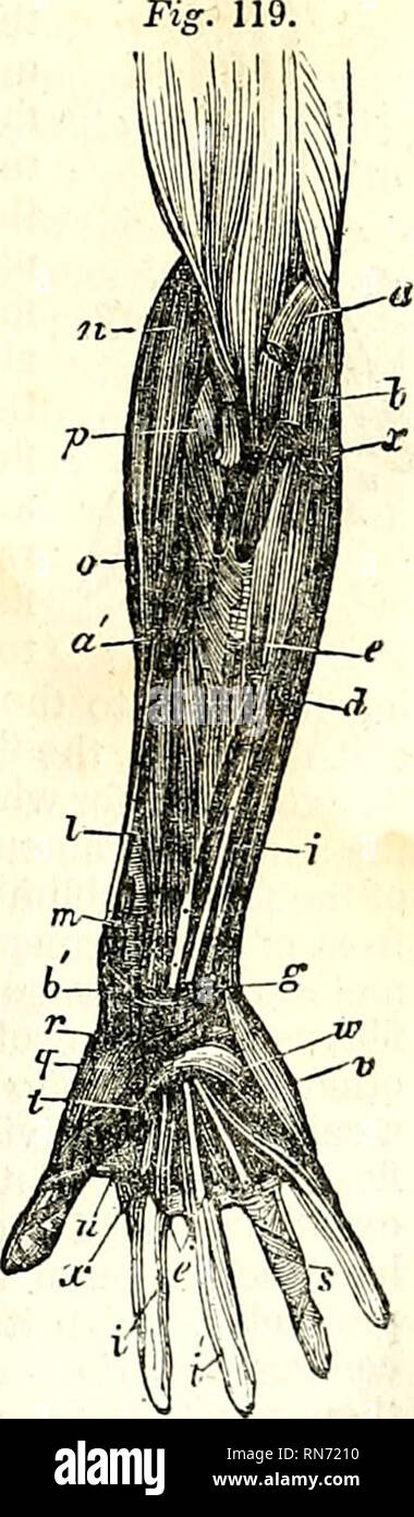 . The anatomy of the human body. Human anatomy; Anatomy. THE FLEXOR ...