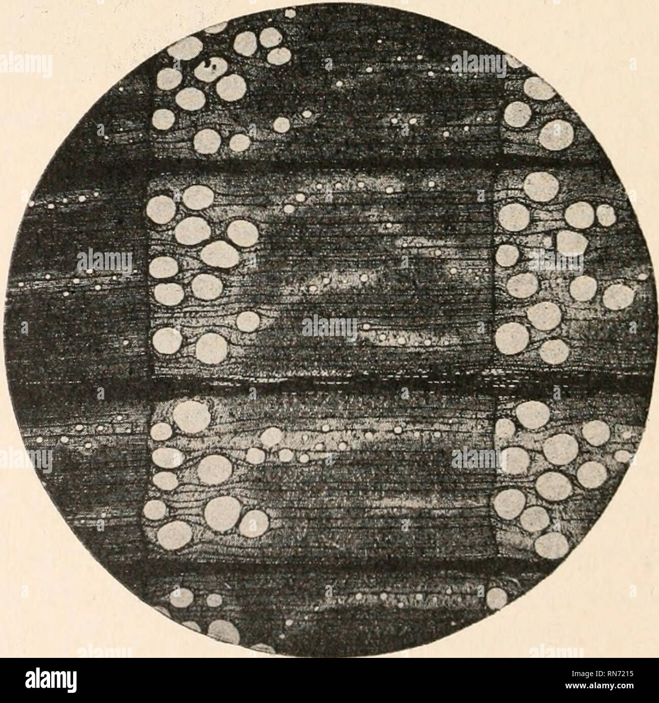. The anatomy of woody plants. Botany -- Anatomy. FIG. 131.—Tangential ...