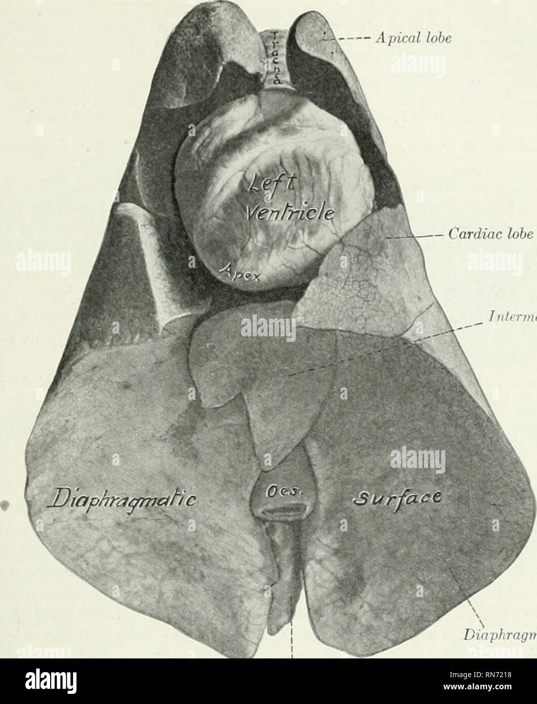 . The anatomy of the domestic animals. Veterinary anatomy. THE LUNGS ...