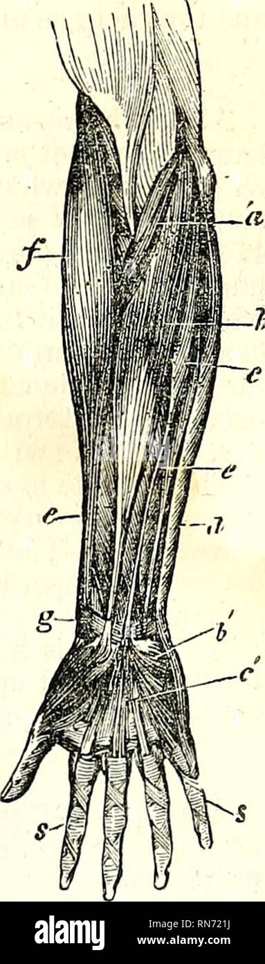 Elbow Flexion And Extension