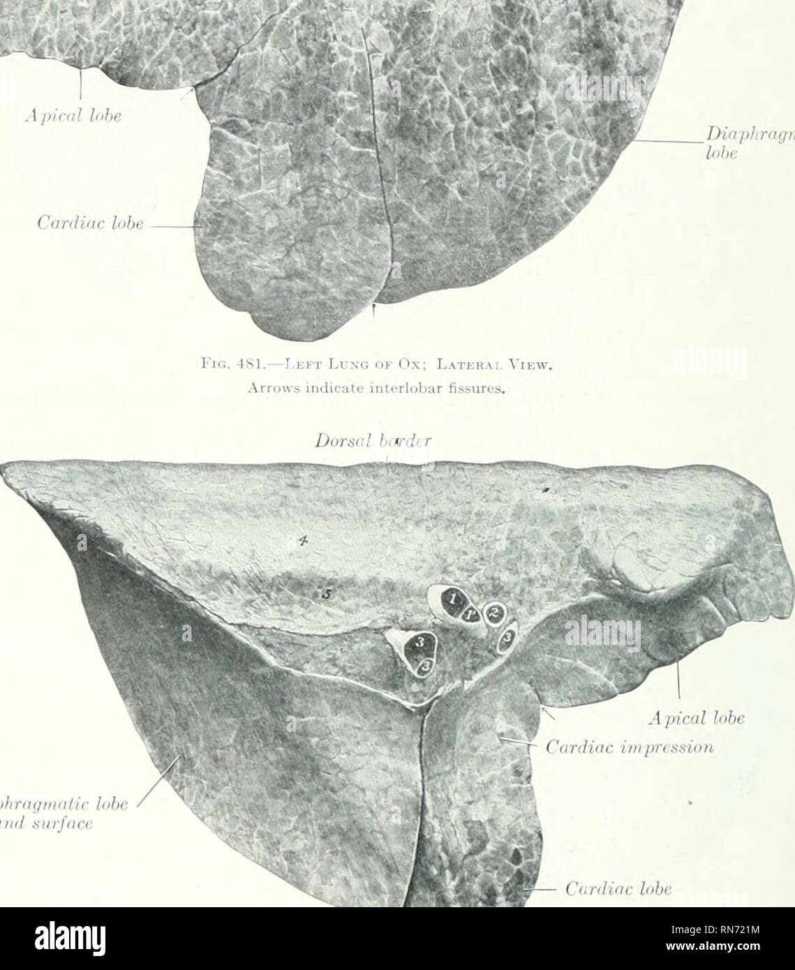 Cardiac Notch High Resolution Stock Photography and Images - Alamy
