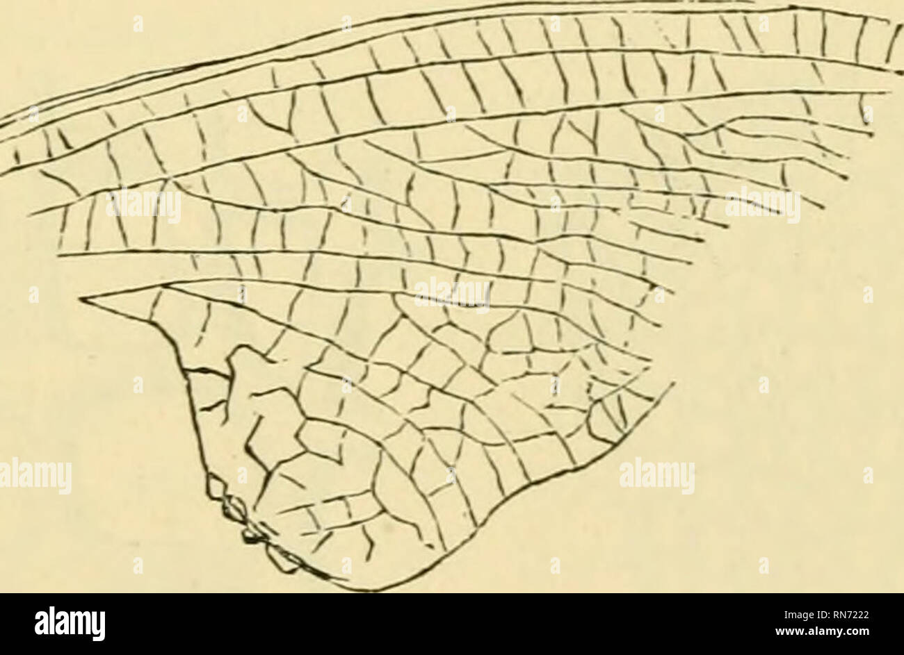 Phacops rana hi-res stock photography and images - Alamy