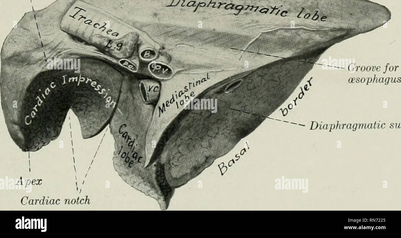 Cardiac Notch High Resolution Stock Photography and Images - Alamy