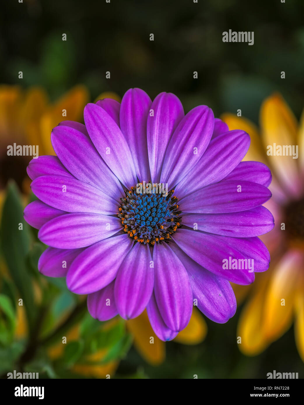 Purple Calendula Flower