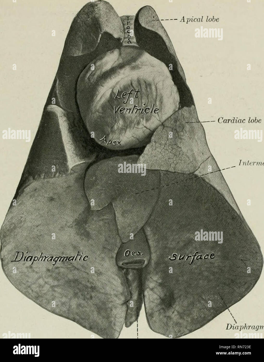 Ventral View Of Sheep Heart Labeled Sheep Heart By Alex Hodjat
