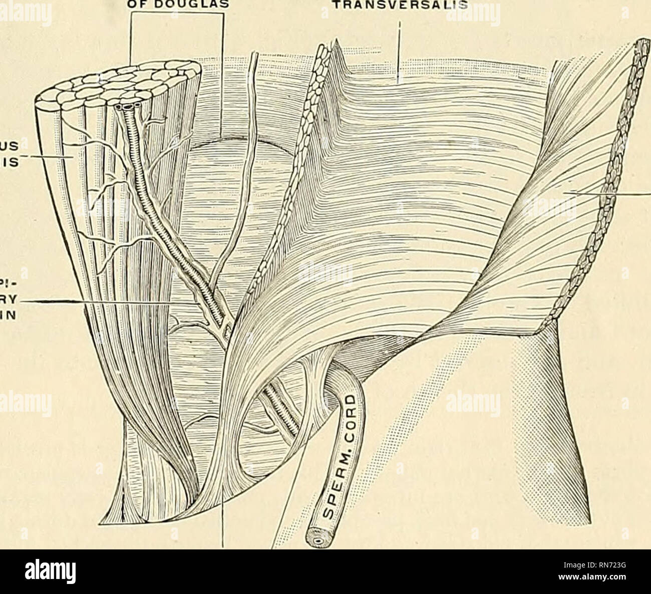 Gastric veins hi-res stock photography and images - Alamy