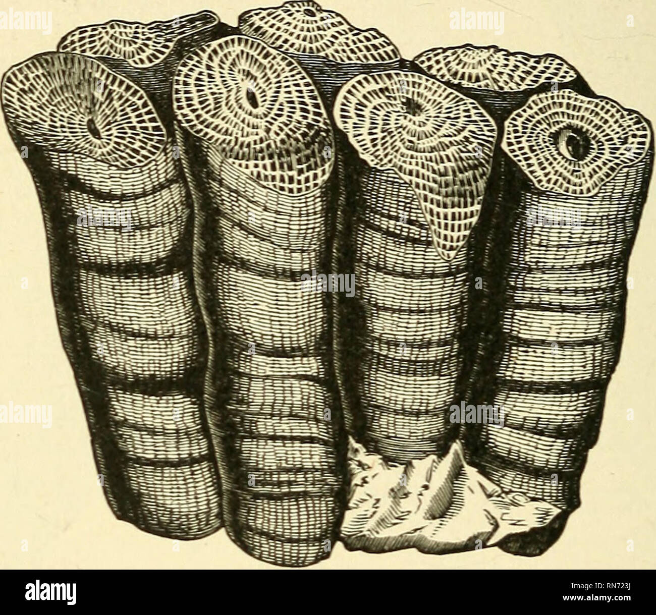 Syringopora hi-res stock photography and images - Alamy