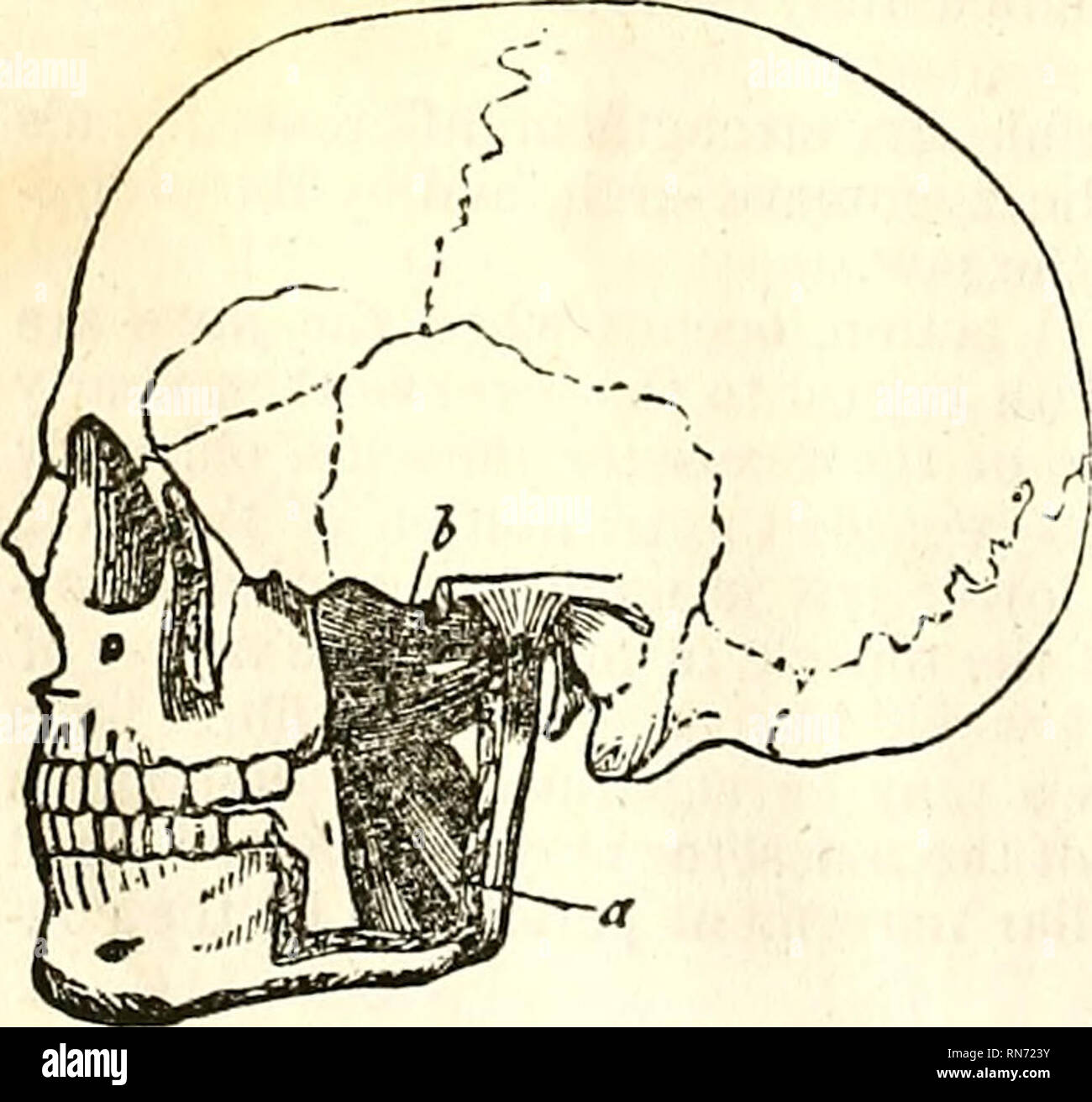 Temporal Region Anatomy