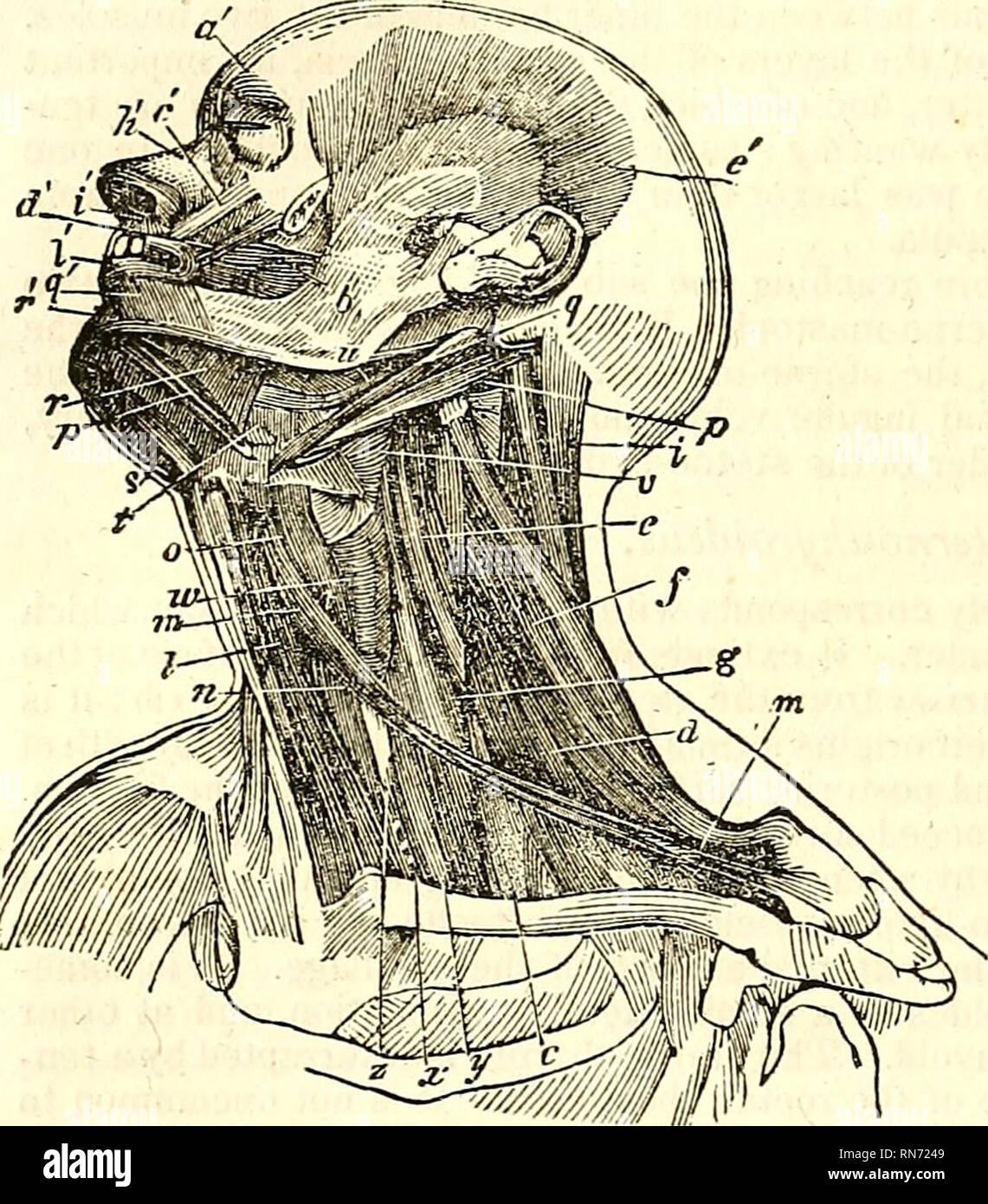 Stemo hi-res stock photography and images - Alamy