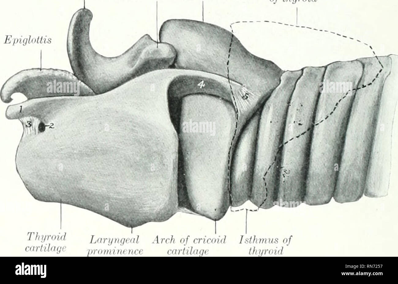 Cricoid Cartilage Lamina