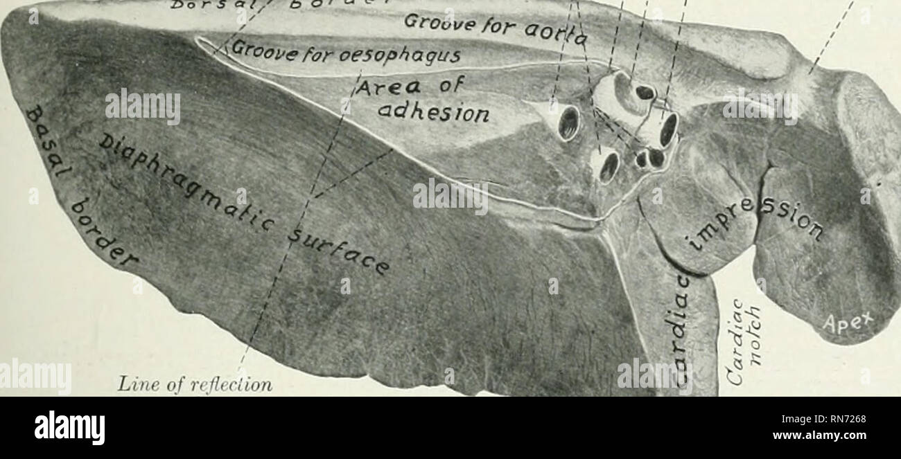 Cardiac notch hi-res stock photography and images - Alamy