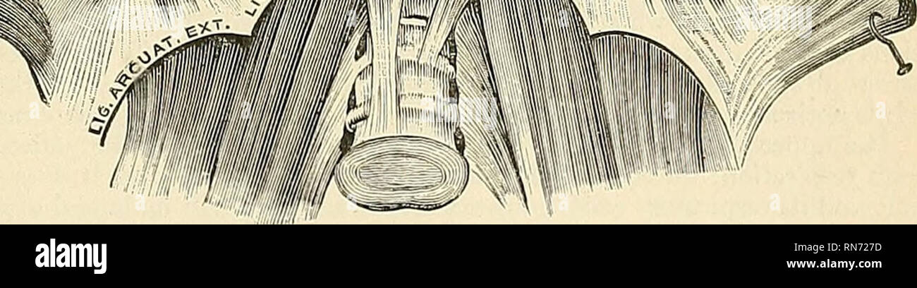 . Anatomy, descriptive and applied. Anatomy. "" ^ A . Fig. 315.—The ...