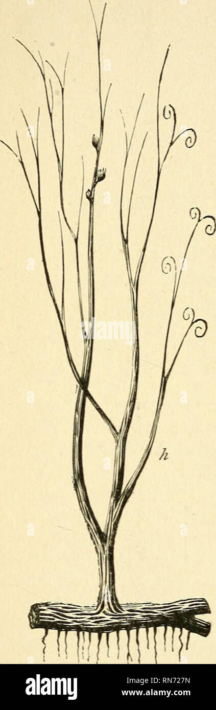 Branches of paleontology hi-res stock photography and images - Alamy