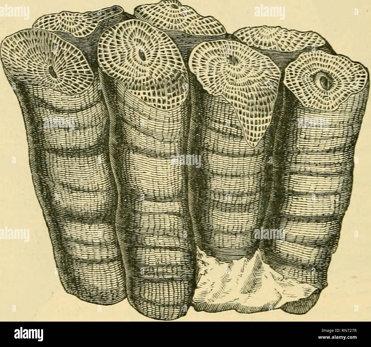 Cyathophyllum High Resolution Stock Photography and Images - Alamy